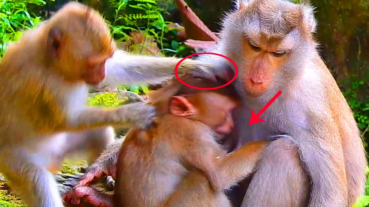 Because of jealous Rainbow push Leo out of Libby not to drink milk, RB ...