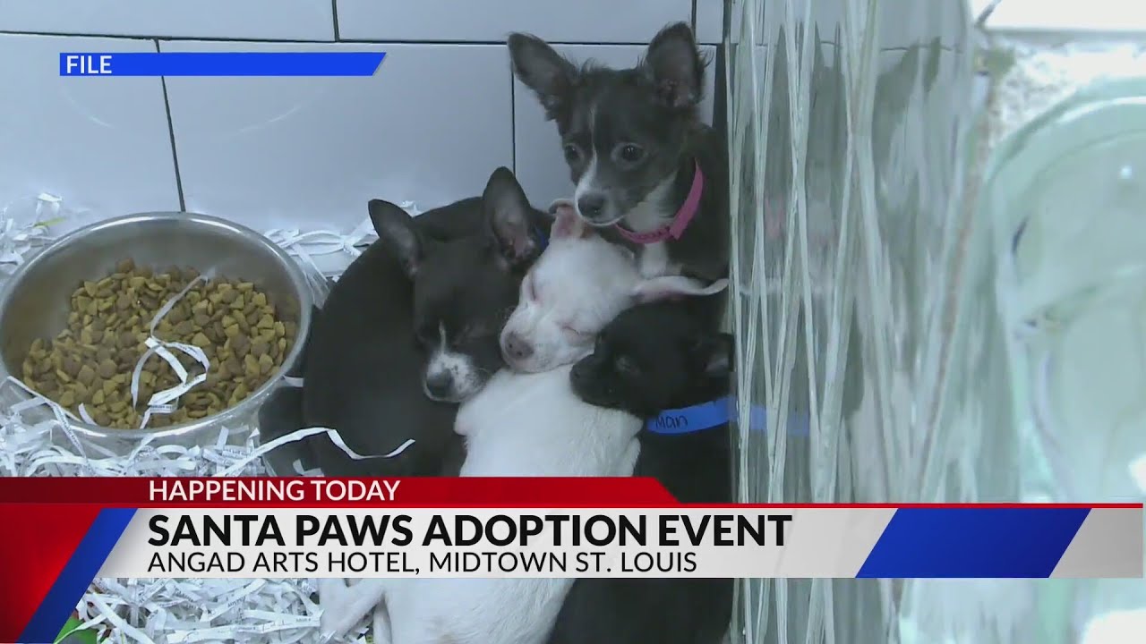 Santa Paws Adoption event - YouTube