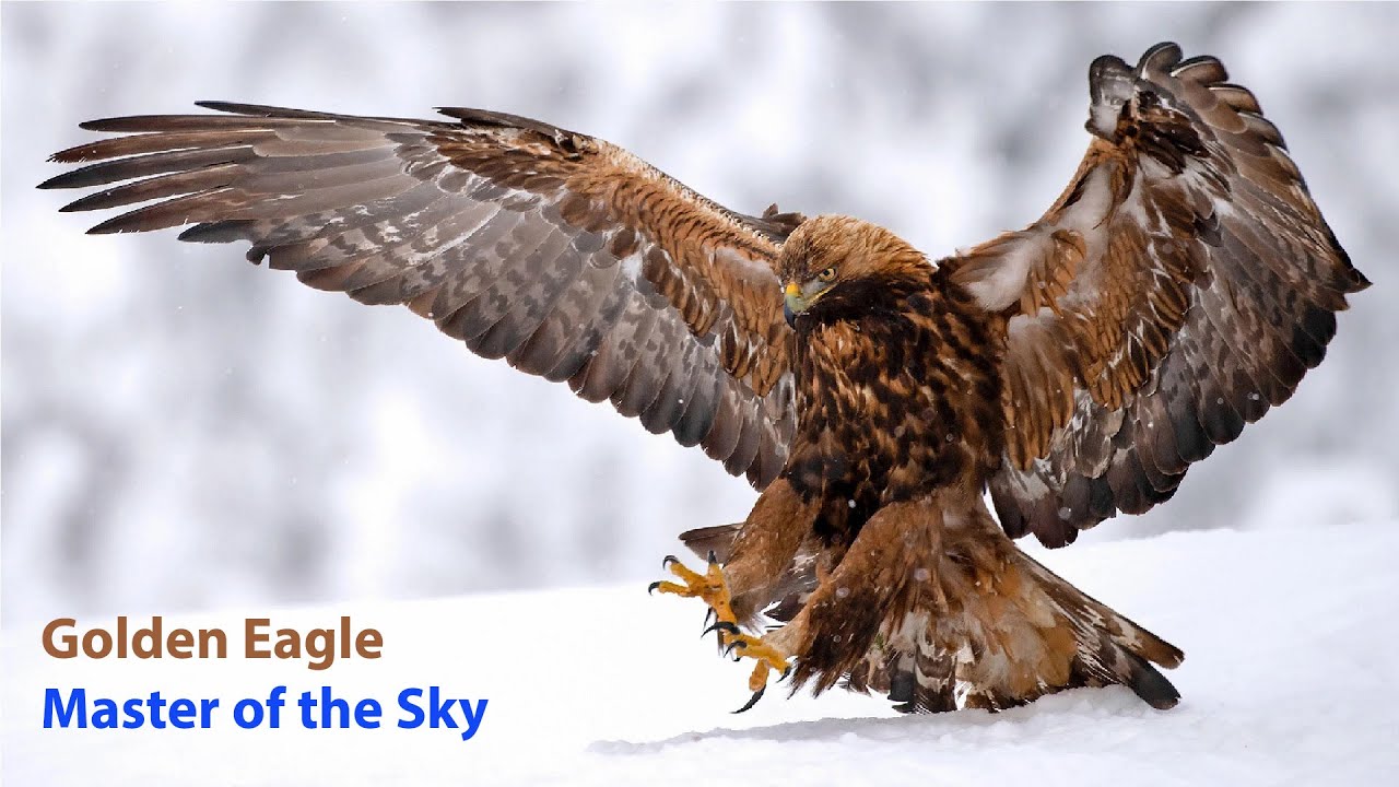 The Golden Eagle Master of the Sky | Nature Documentary - YouTube