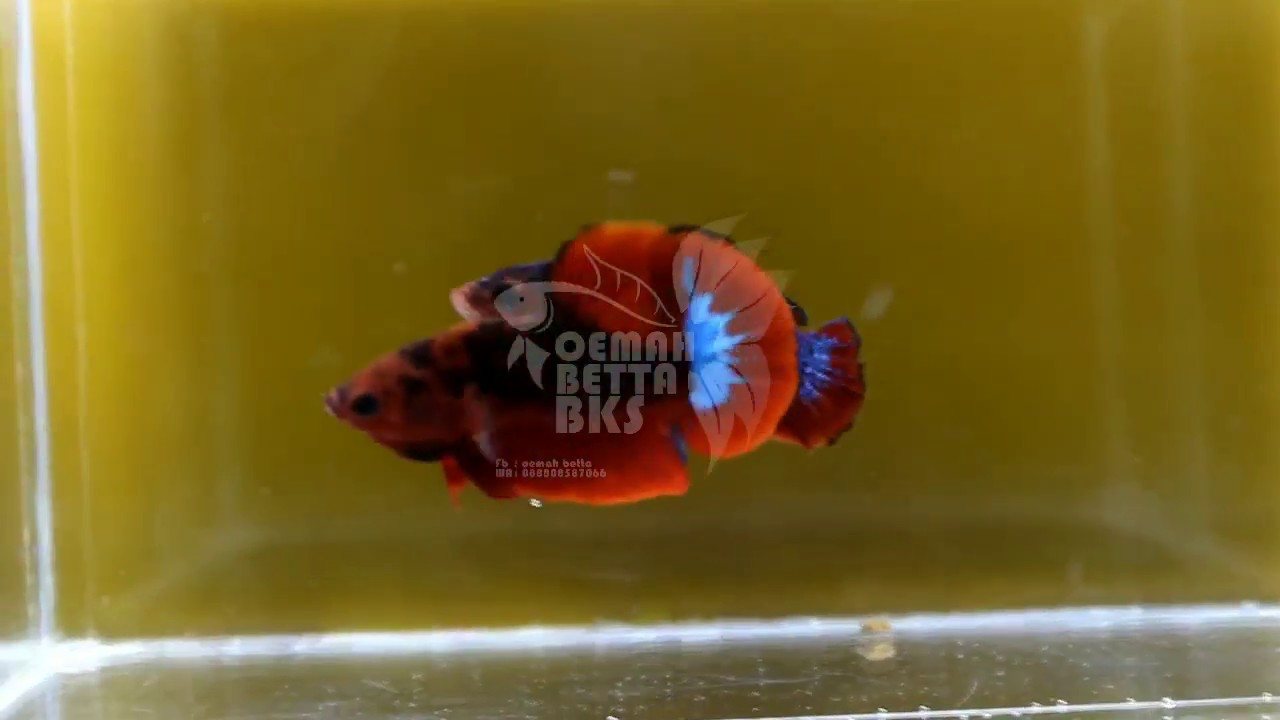 Betta fish hellboy bold for breeding pair - YouTube