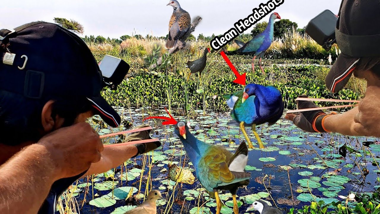 How To Hunt Birds With A Slingshot at Laura Chick blog