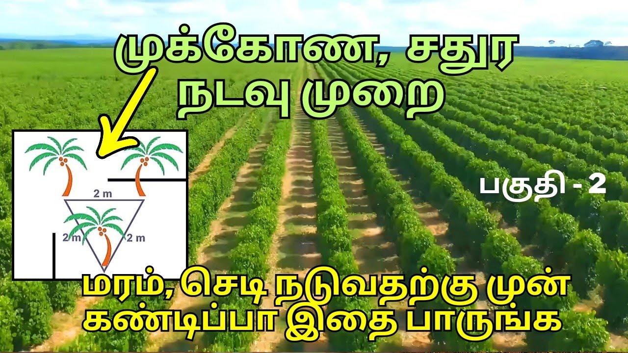 வரிசை, முக்கோண செடி நடவு முறைகள்/Square, Triangle Plantation Methods ...