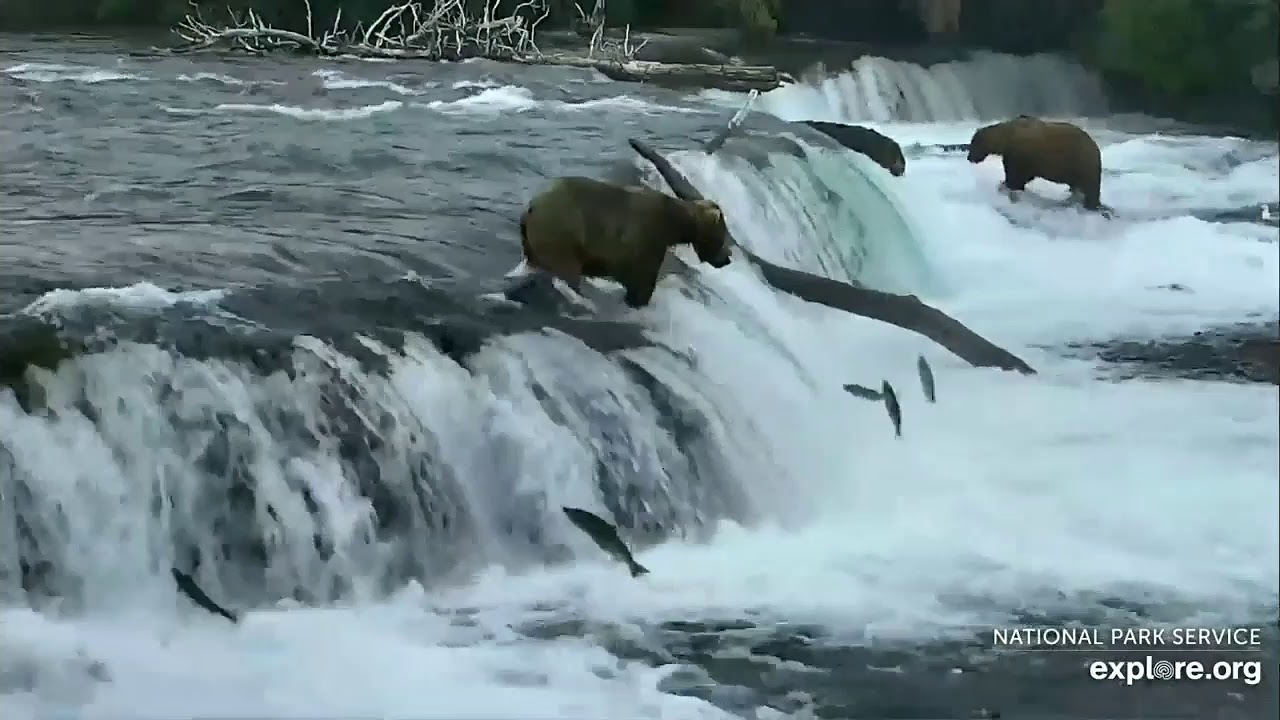 409 Beadnose & the salmon attack 7-7-18 - YouTube