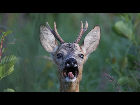 Roebuck barking - Rehbock beim \