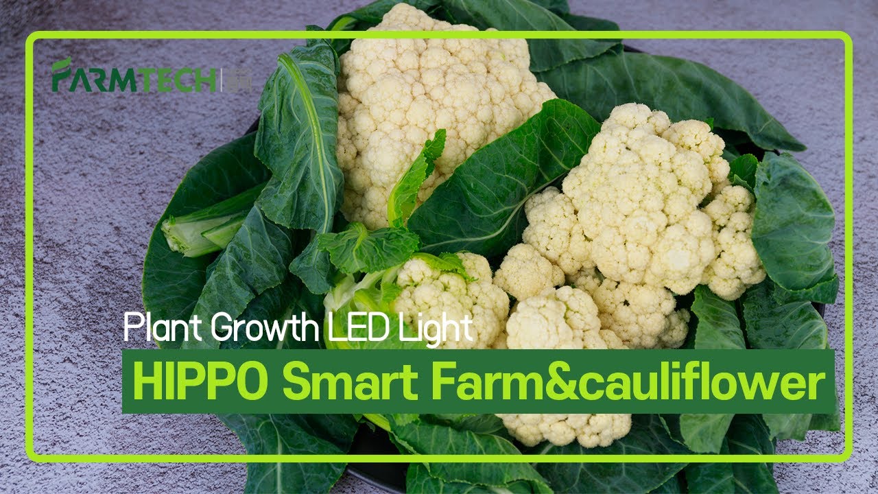HIPPO Smart Farm & Cauliflower | Hippo Farmtech - YouTube