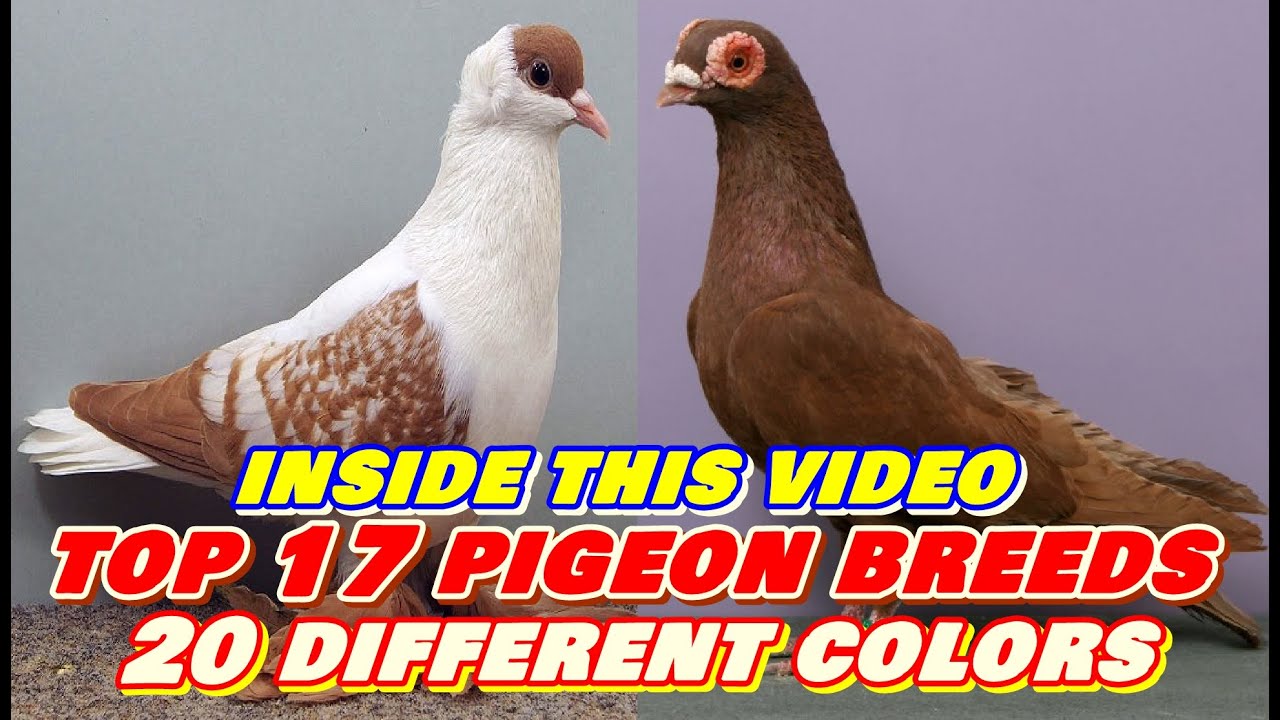 Top 17 Fancy Pigeons of the Worlds | All Exclusive Colorful Fancy Pigeon Breeds | Wonderful ...