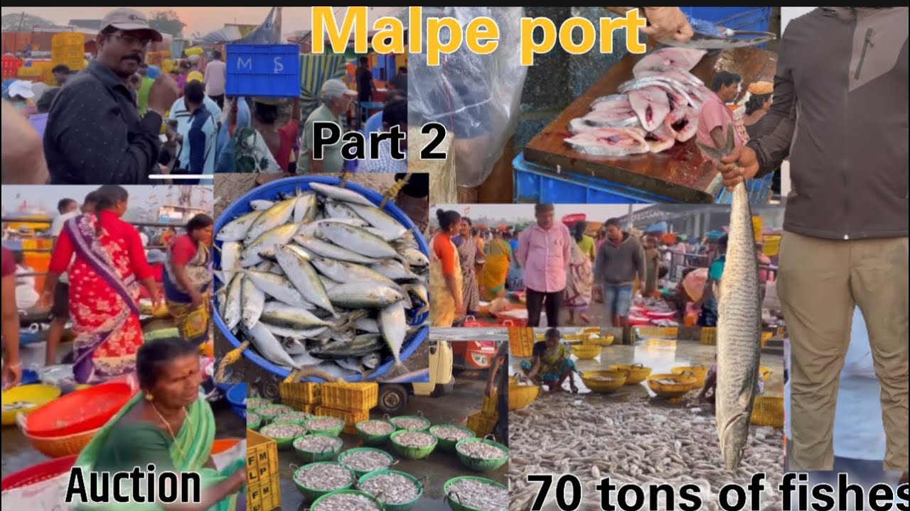 Malpe port 2 | fish market | auction | 70 tons of fish| malpe | malpe ...