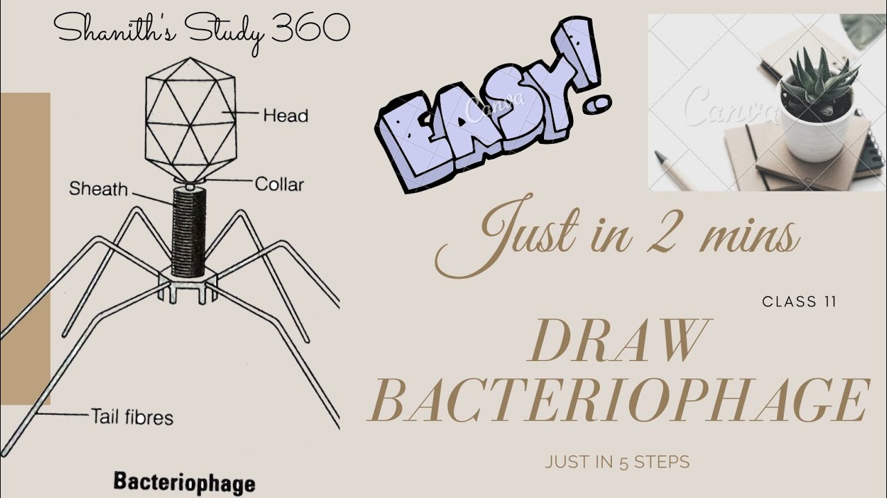 How to Draw Bacteriophage?| Just in 2 mins | class 11 | Easiest Way ...