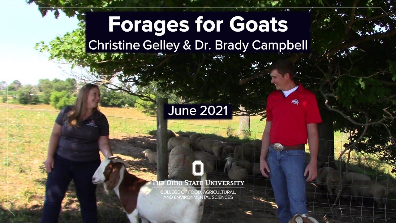 Forages for Goats - YouTube