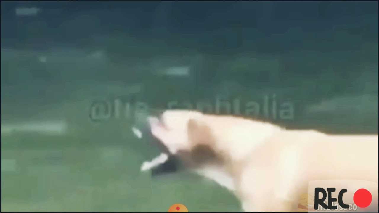 Perro vomitando - YouTube