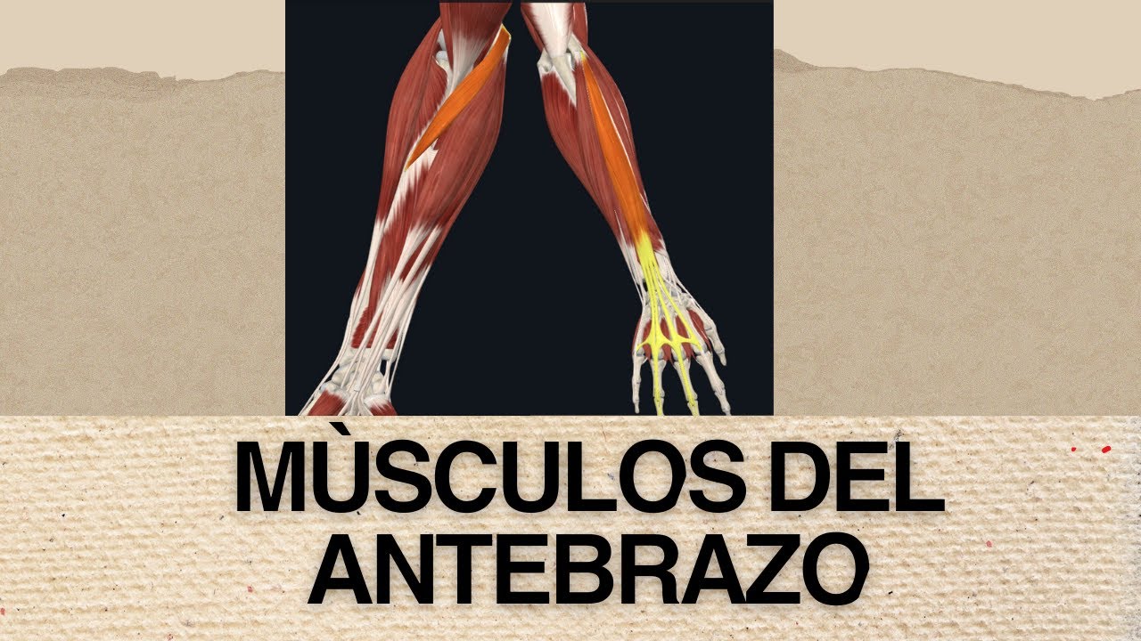 MÙSCULOS DEL ANTEBRAZO, REGIONES, GRUPOS, PLANOS, MNEMOTECNIAS - YouTube