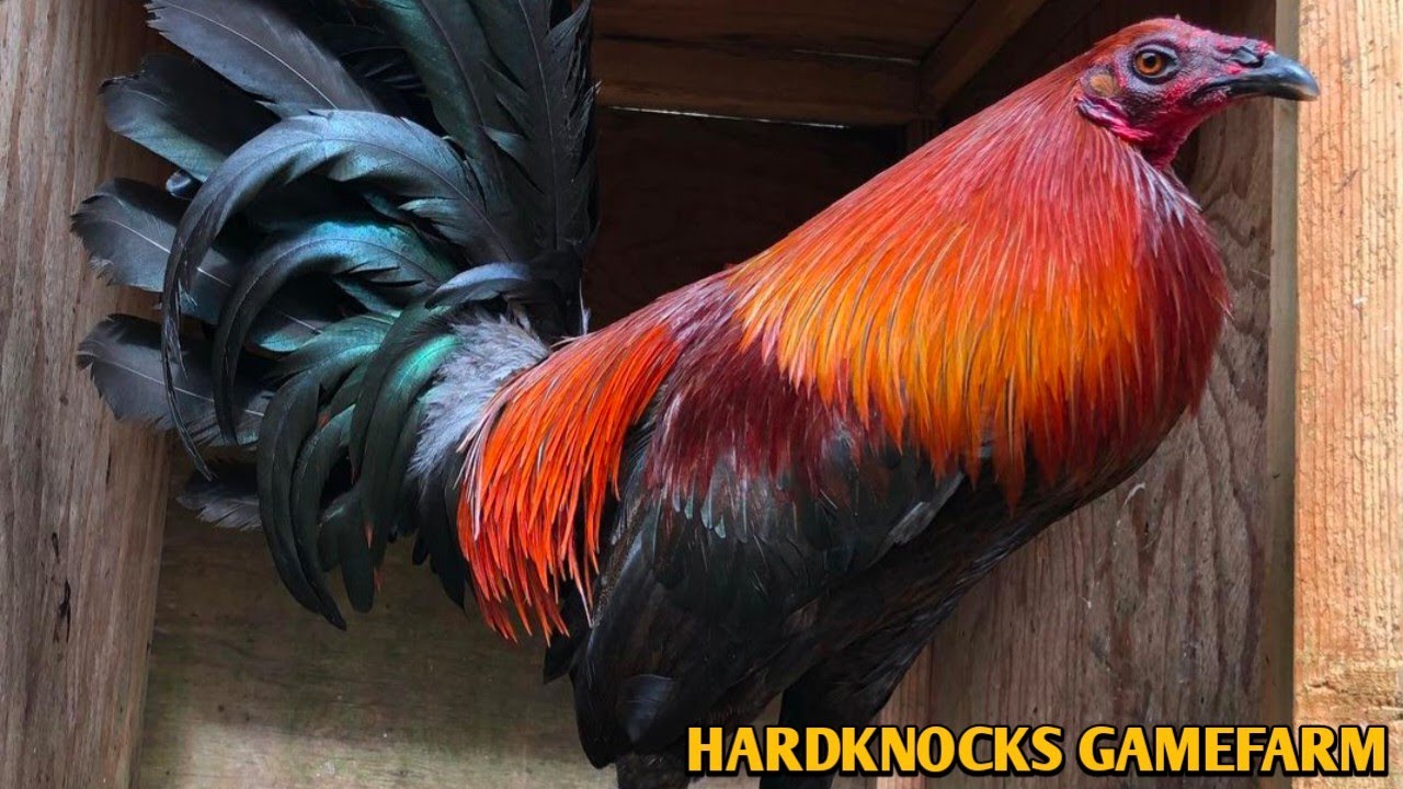 Mels sims Penny hatch Leiper - HARDKNOCKS FARM - YouTube