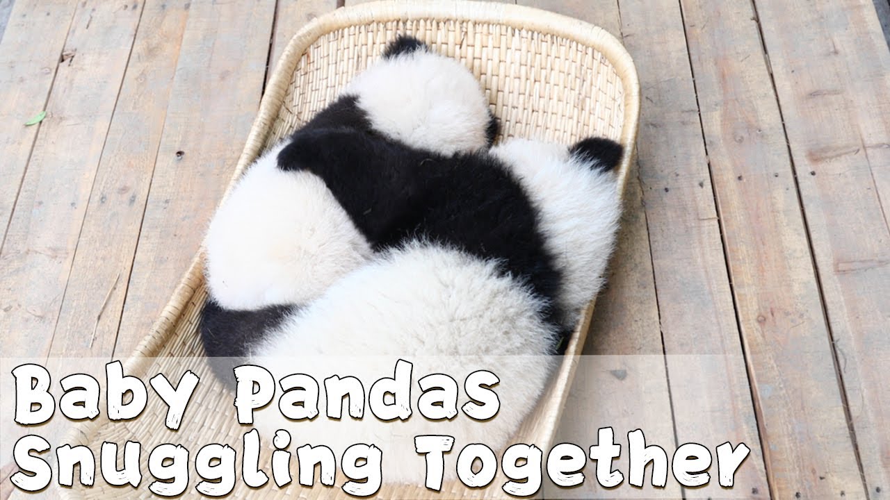 Two Baby Pandas Snuggle Up In The Basket | iPanda - YouTube