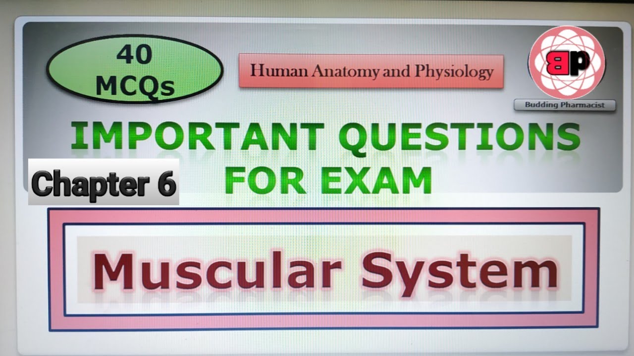 MCQs Chapter 6 Muscular System 40 Important Questions For Exam MCQs Chapter 6 Muscular System 40 Important Questions For Exam