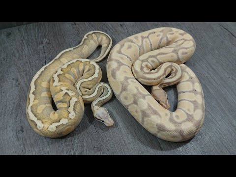 Zuchtplanung 2023 Folge 2 - Desert Ghost Projekt - Königspython (Ball Python / Python Regius ...