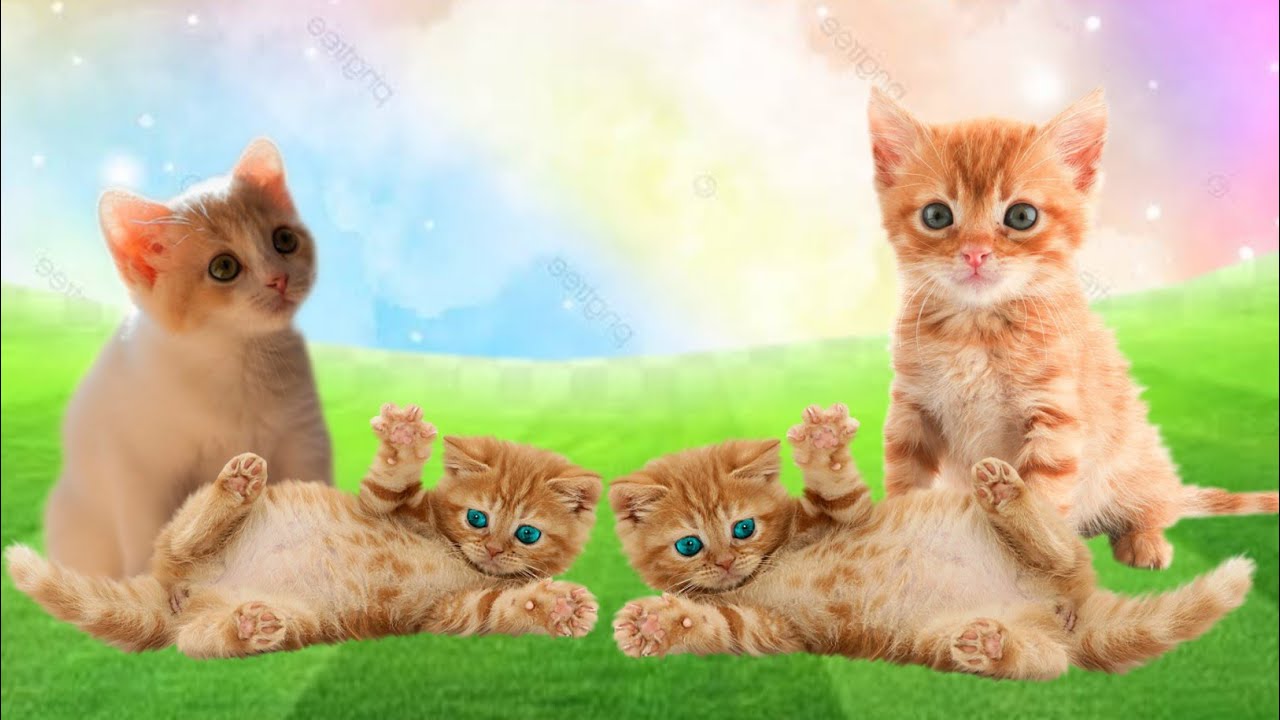KUCING MEONG MEONG 💕 KUCING PENUH SEMANGAT 💕 KOMPILASI KUCING LUCU ...