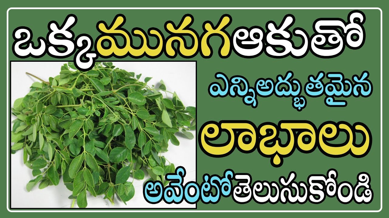 Find Out The Amazing Benefits Of Drumstick Leaves Latest Telugu Find Out The Amazing Benefits Of Drumstick Leaves Latest Telugu