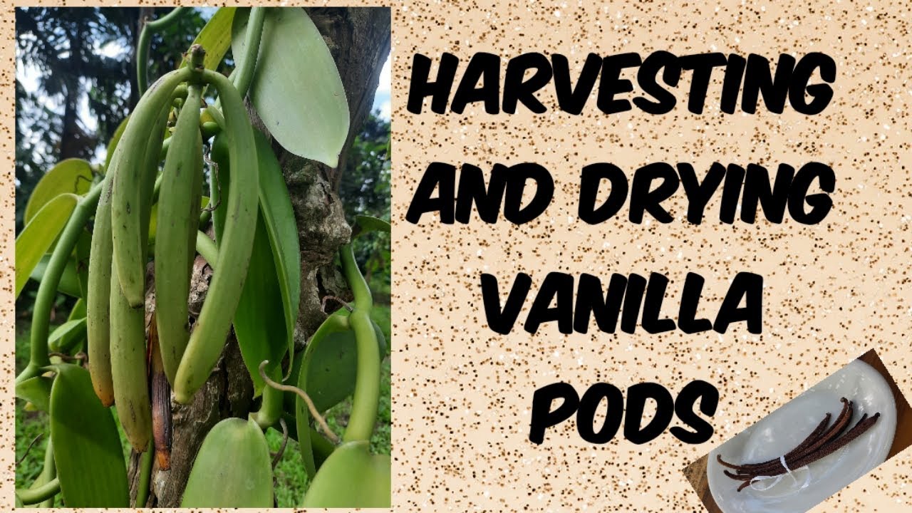 harvesting and drying vanilla pods - YouTube