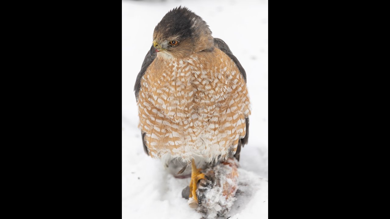 Cooper's Hawk 4K 120FPS - YouTube