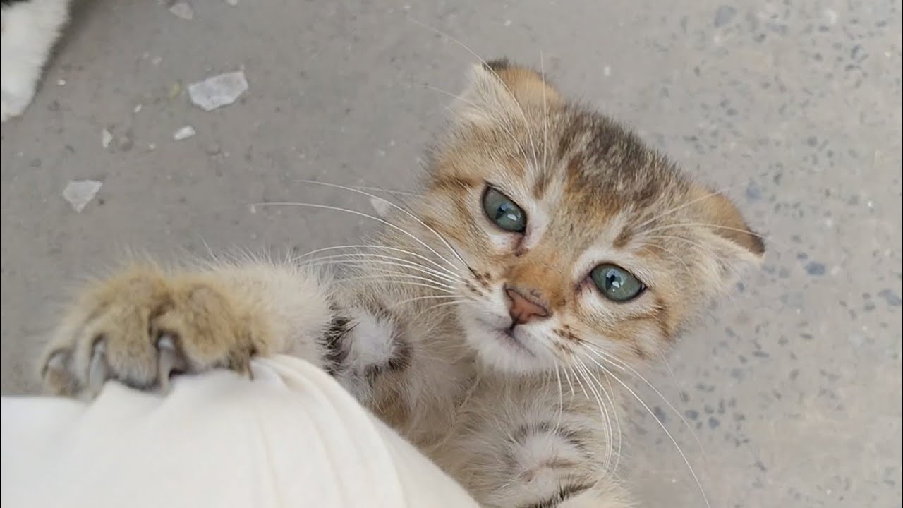 Cute Rescue Kitten Wants To Escape Her New Playing Partner Wants To Be ...