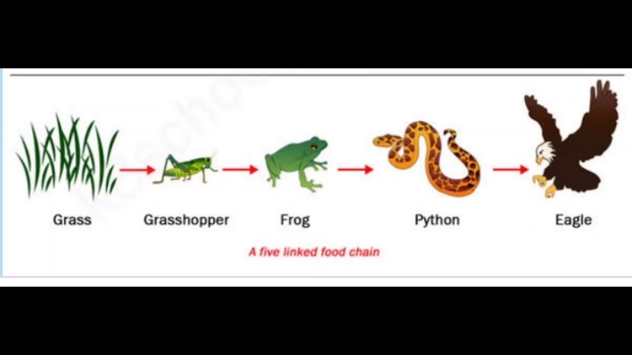 CBSE CLASS 5 EVS CHAPTER 11 PLANT AND ANIMAL FOOD Food chain and Food ...