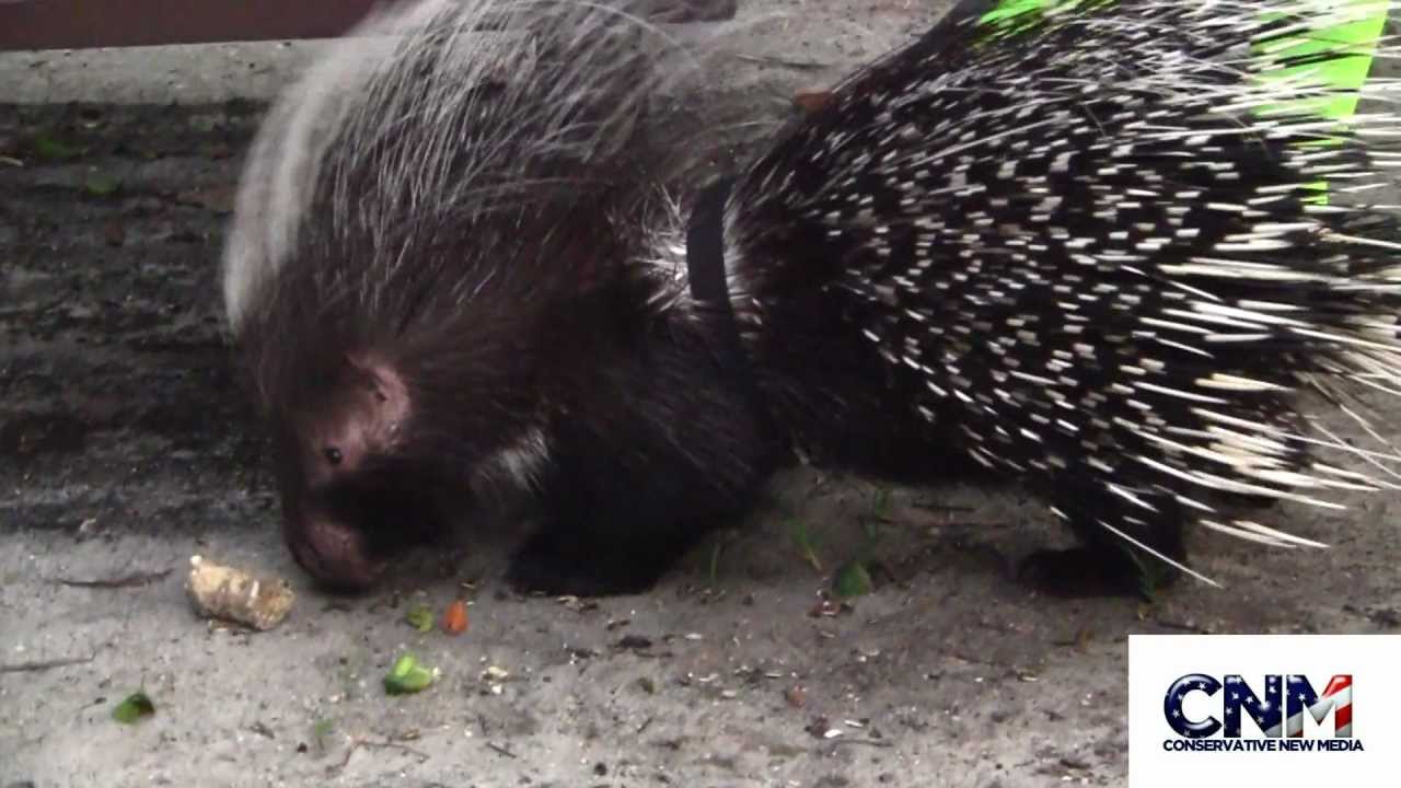 African Crested Porcupine Eating Food in 1080P HD - by John D ...