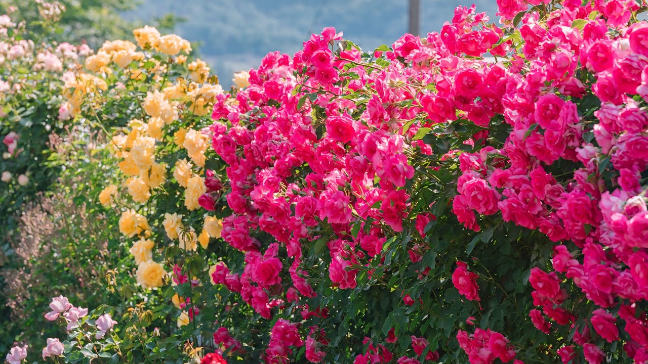 Rose Garden Delhi | Rose Garden Delhi Complete Details & Guide | Delhi ...