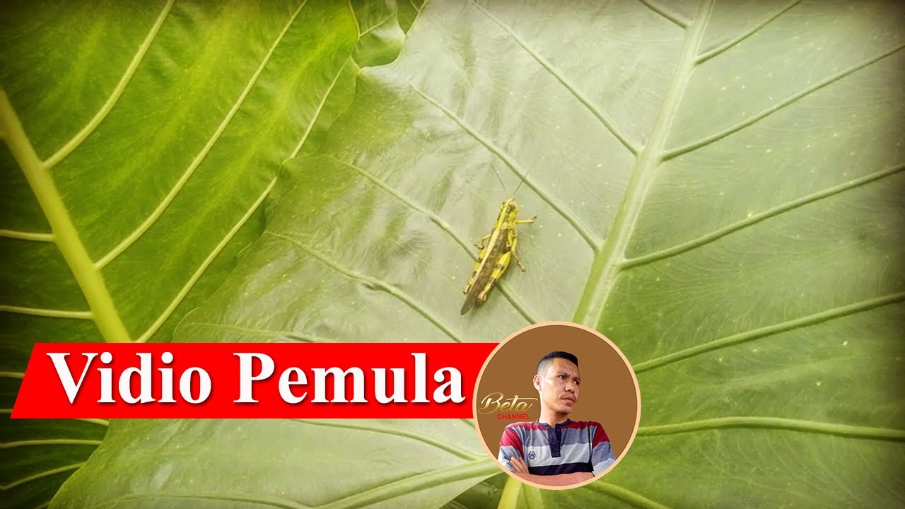 Video Pemula - YouTube