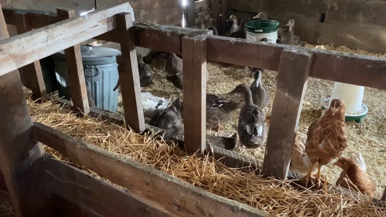 Ducks are curious about hay in the manger - YouTube