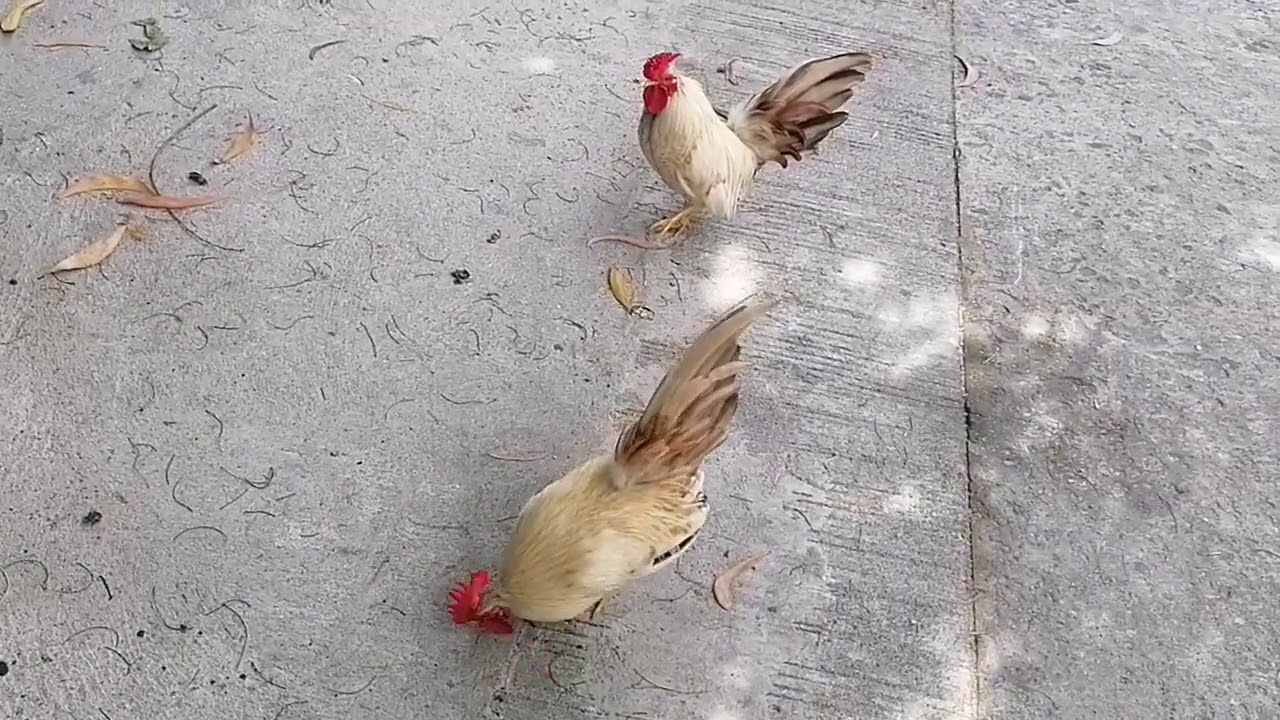 BONSAI CHICKEN - YouTube