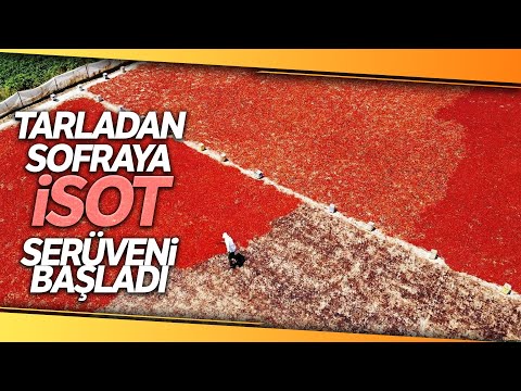 Şanlıurfa’da İsotun Acı Serüveni Başladı