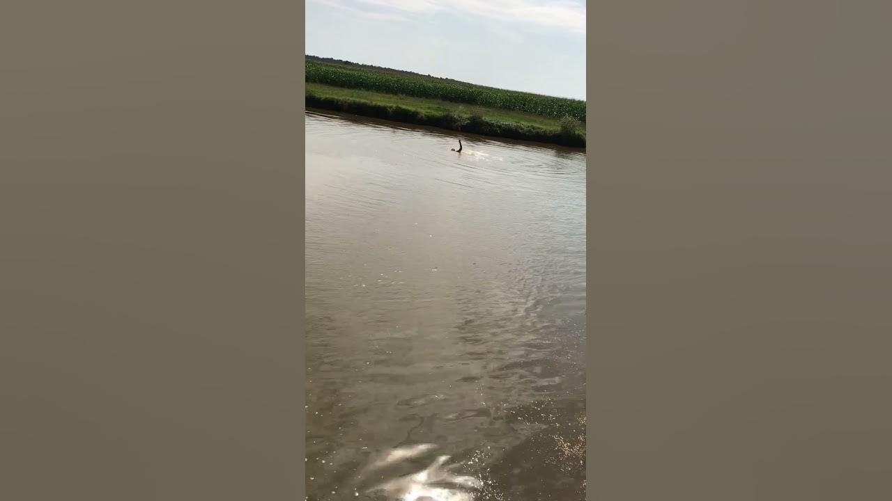 latająca ryba w stawie u Wojtka oglądać do końca - YouTube