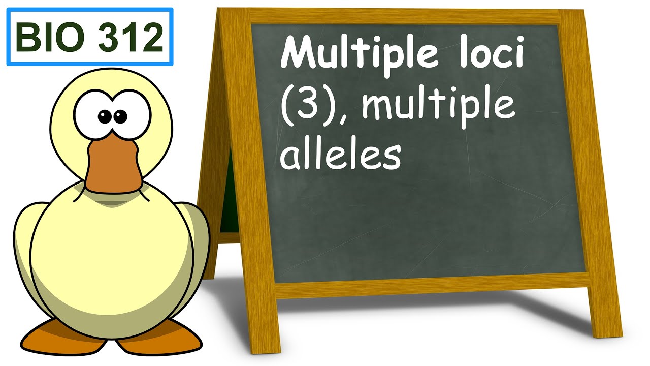 Multiple loci (3), multiple alleles. - YouTube