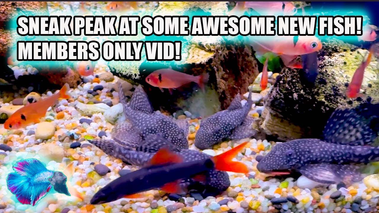 THESE NEW FISH ARE THE BEE'S KNEES! - YouTube