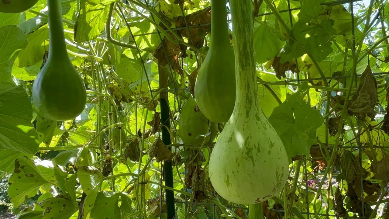 Growing Gourds over the Summer - YouTube