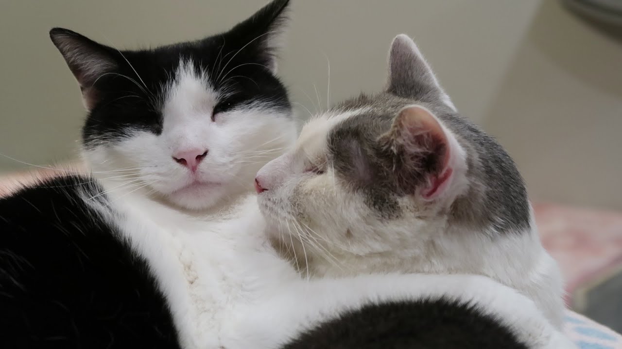 The cats form pairs - YouTube