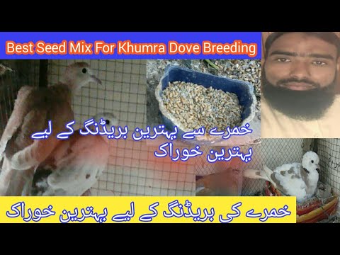 Best Seed Mix For Khumry Dove Breeding | Khumron Ki Khorak | Dove Seed ...
