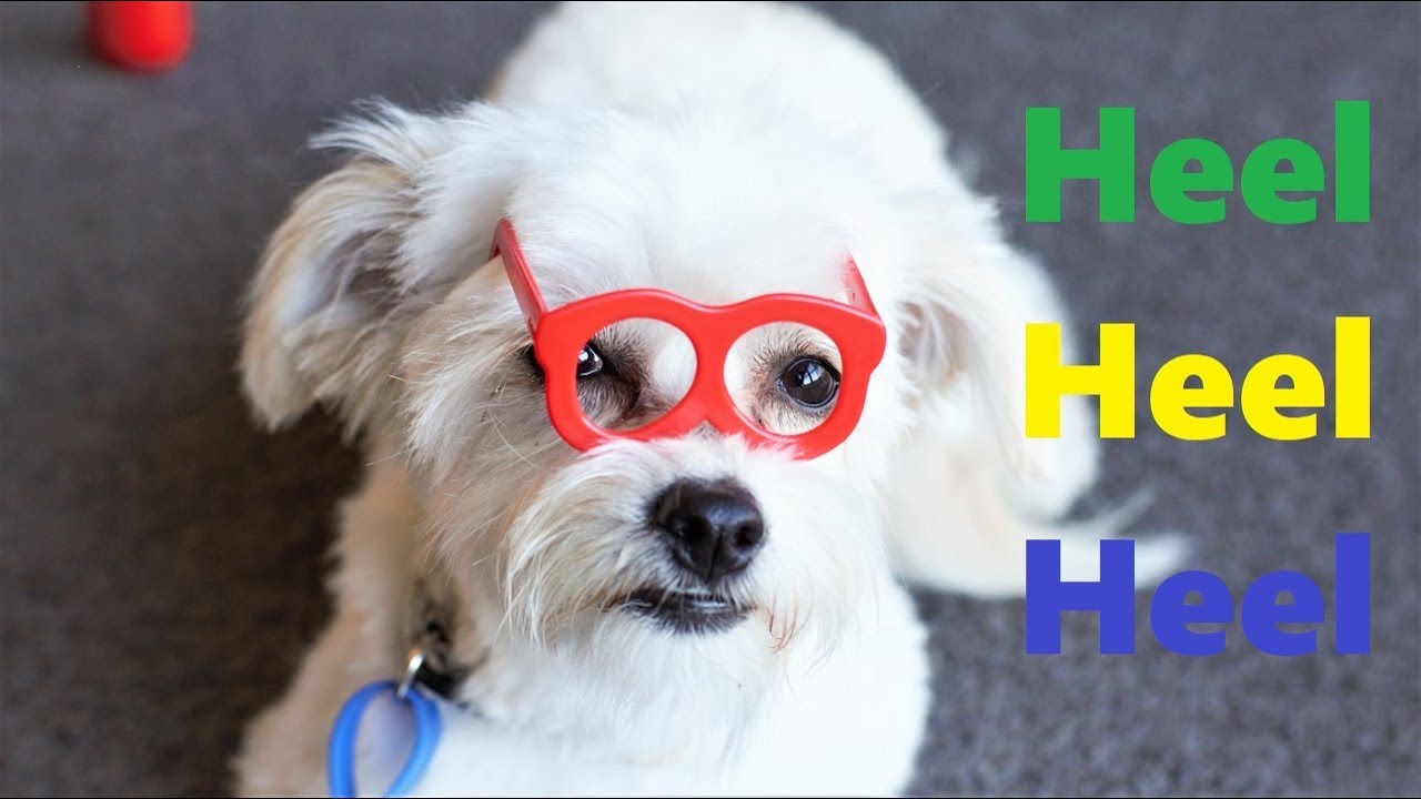 14 weeks Bichon Perfect Leash Training in 3 Weeks - YouTube