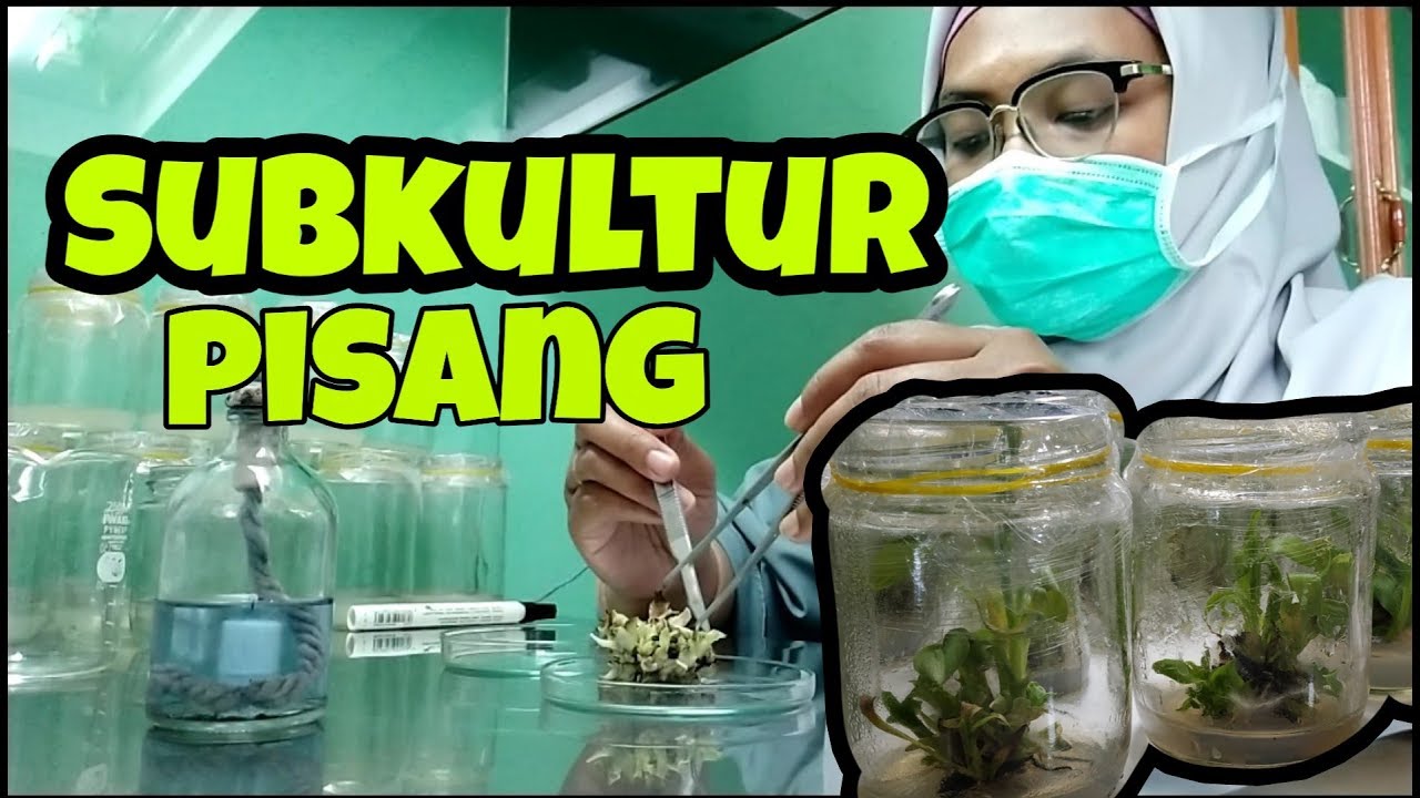 TEKNIK SUBKULTUR PISANG - YouTube