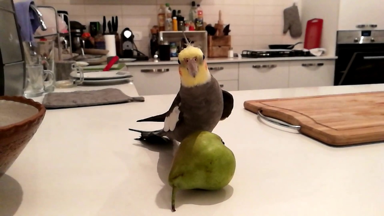 Parrot Sings to Pear - YouTube