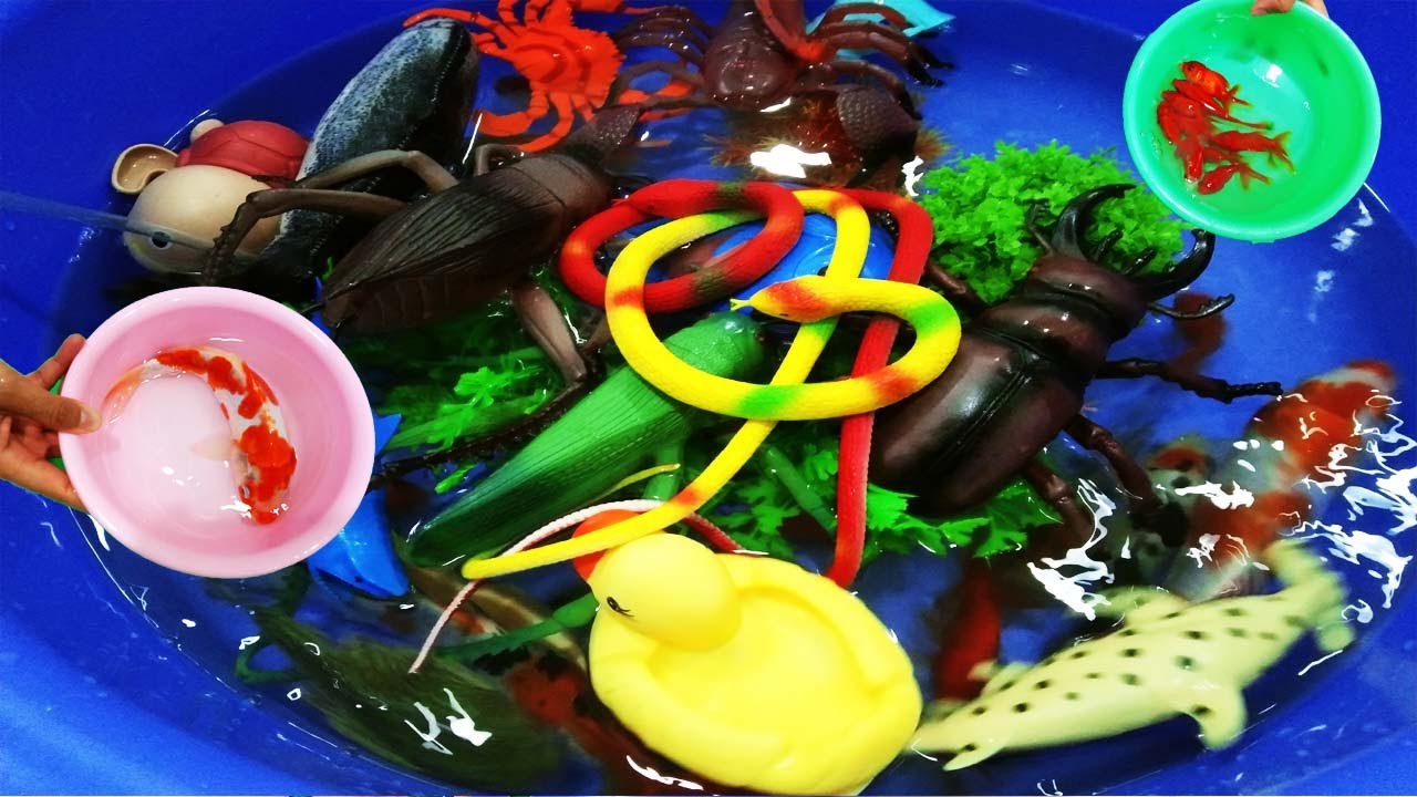 The most Lovely ornamental fishes, Cricket, Pleco, Koi Fish, Scorpion ...