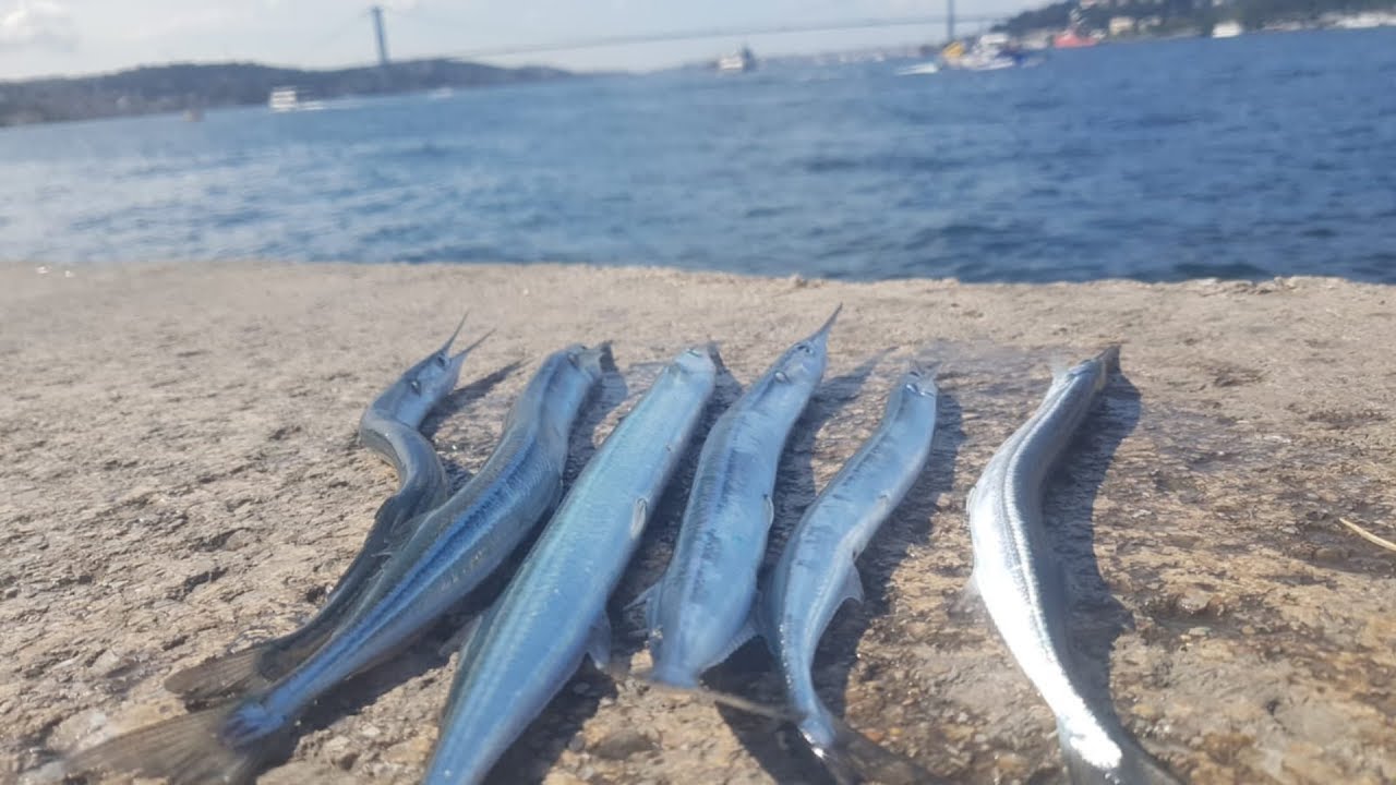Boğazda Zargana Avı Nasıl Yapılır. ( 6 Ekim Pazar Anlık Balık Avı ...