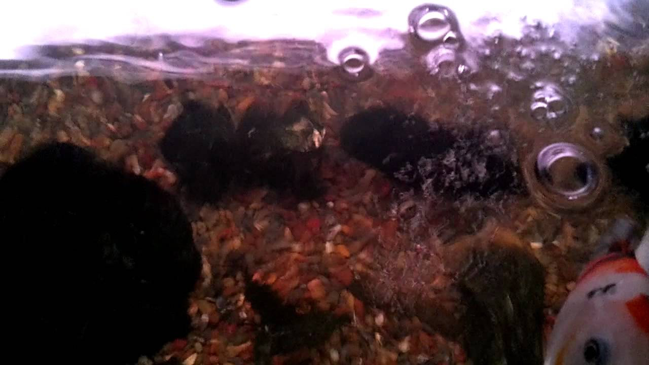 Badass fish tank - YouTube