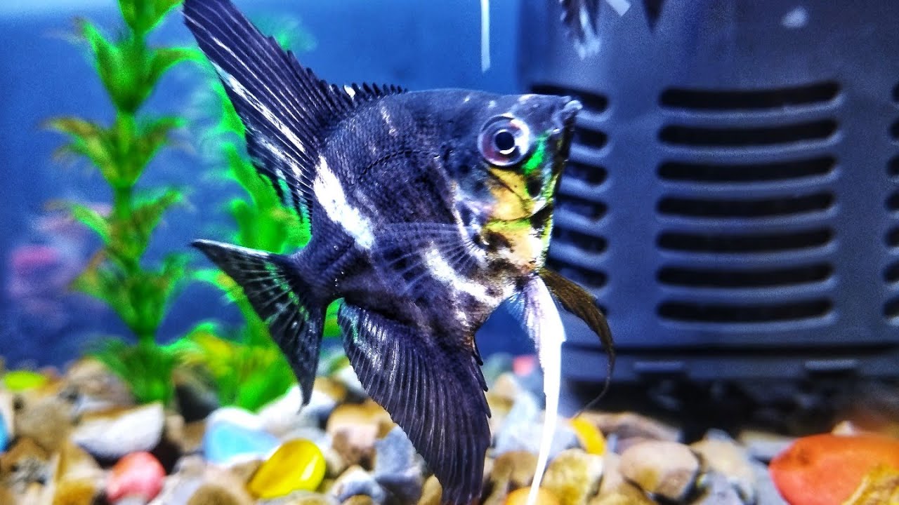 Black Angel Fish, Cute Angelfish 💚 - YouTube