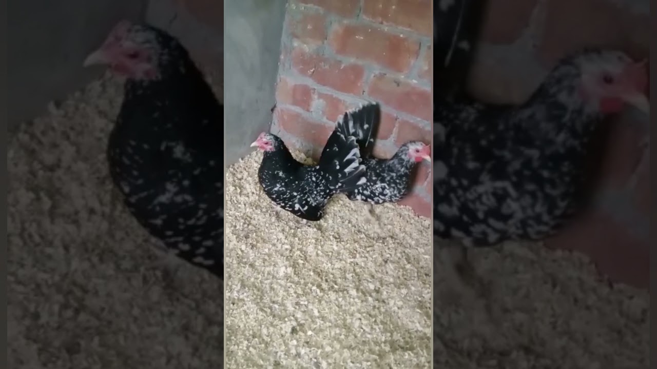 BLACK SEBRIGHT || SEBRIGHT CHICKEN || FANCY BREED || F&F - YouTube