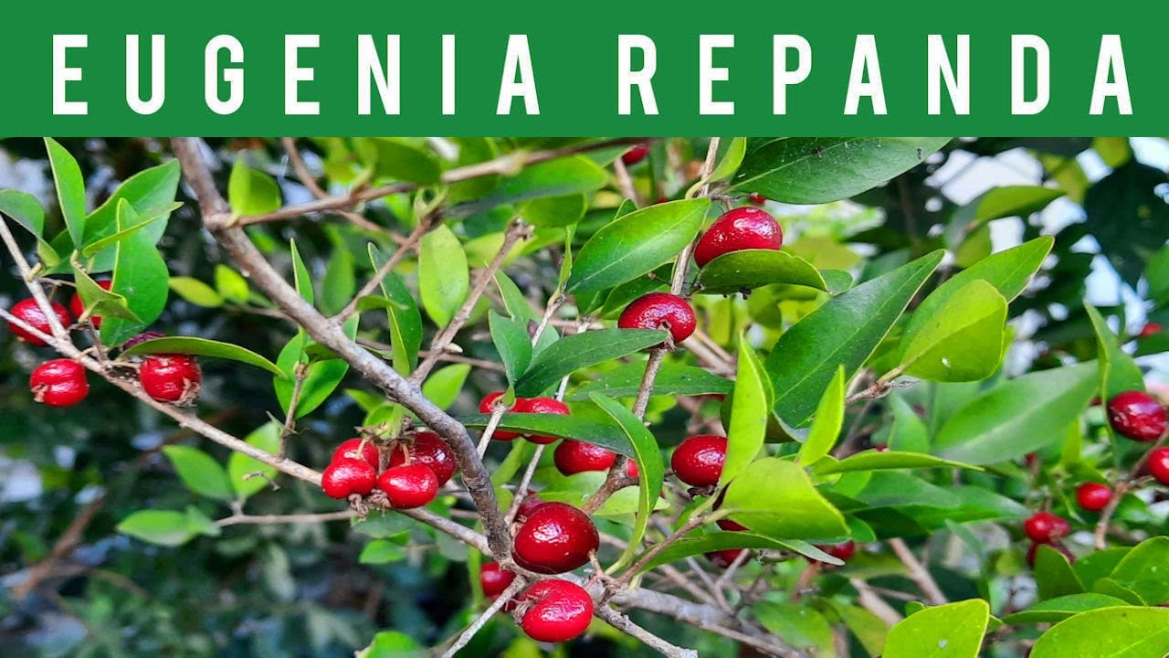 ⚪ÑANGAPIRÍ NEGRO lleno de FRUTOS maduros (EUGENIA REPANDA)🍒 (2021 ...