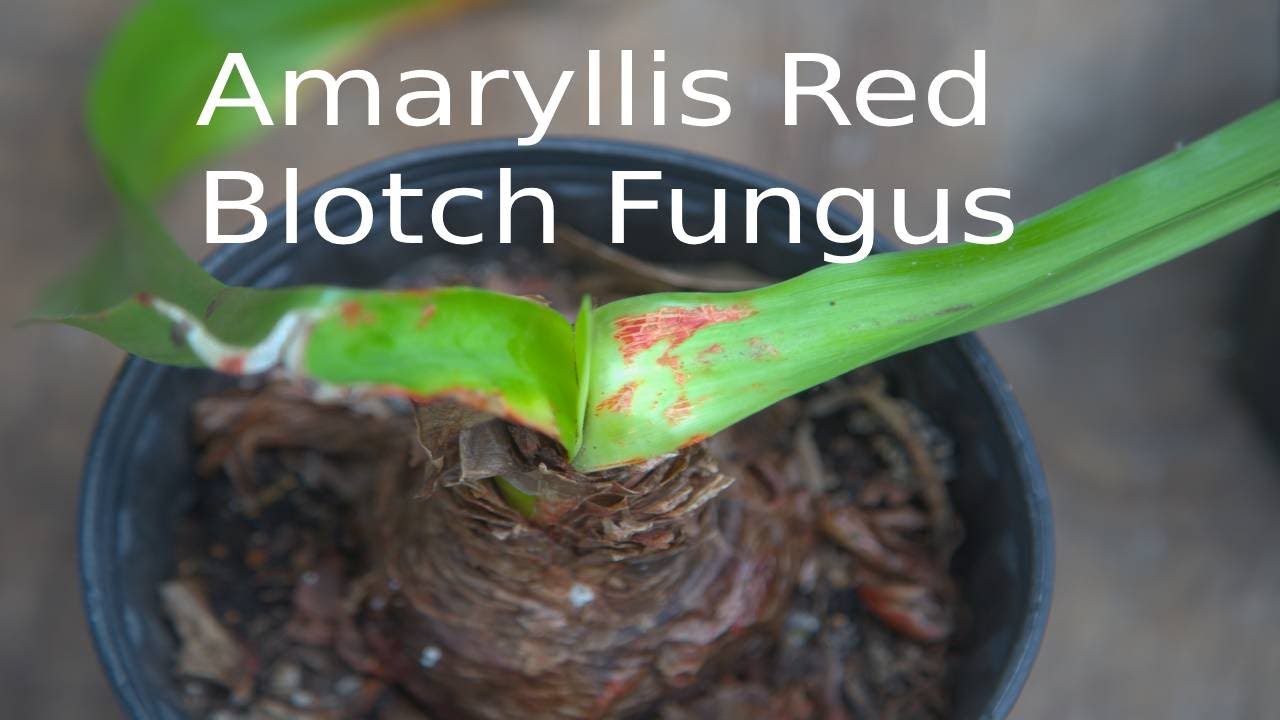 Amaryllis Red Blotch Fungus - YouTube
