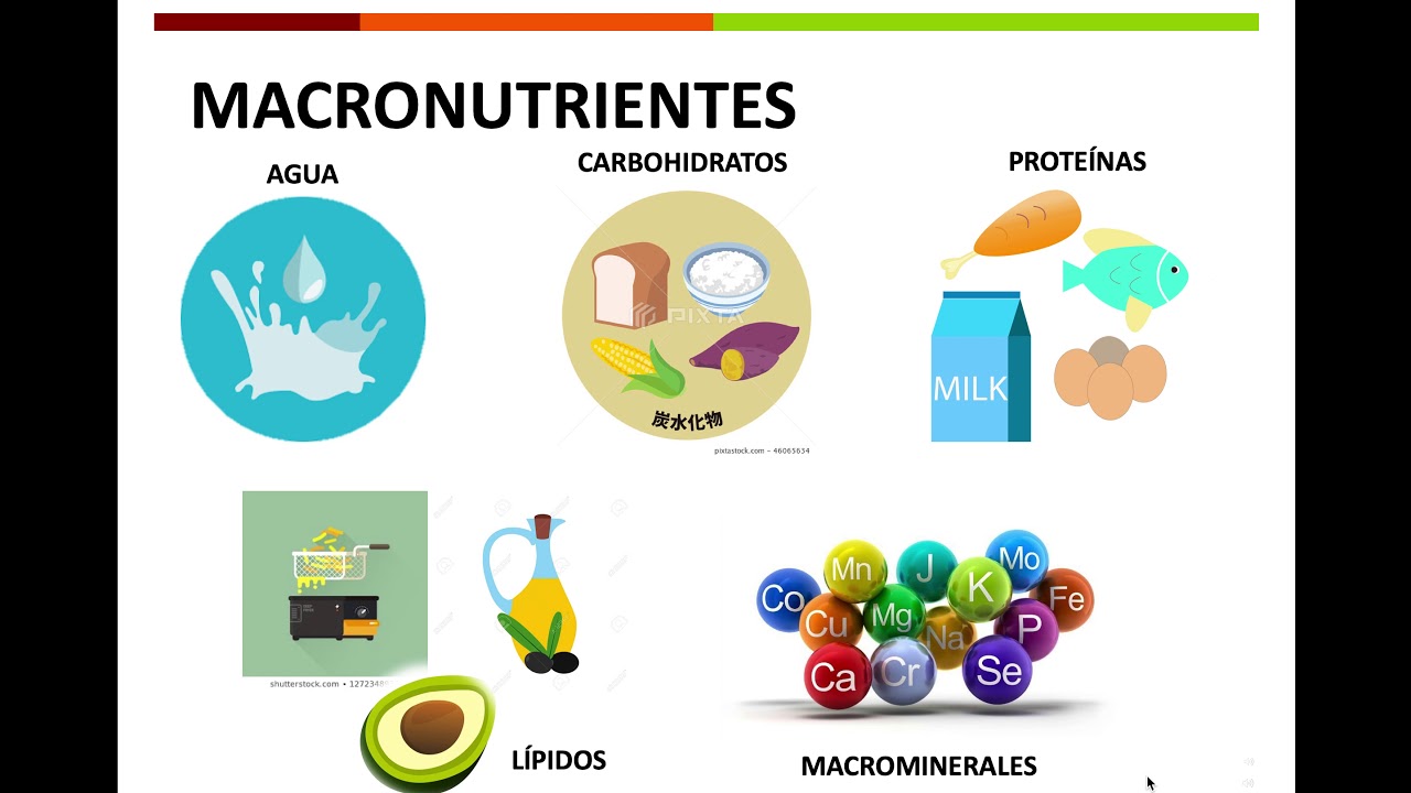 Qual A Diferença Entre Macro E Micronutrientes - MATERILEA Qual A Diferença Entre Macro E Micronutrientes - MATERILEA