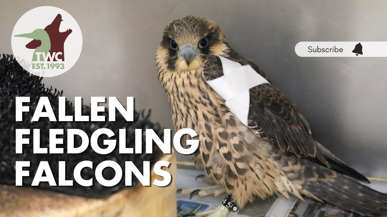 Helping Fledglings | Peregrine Falcons - YouTube