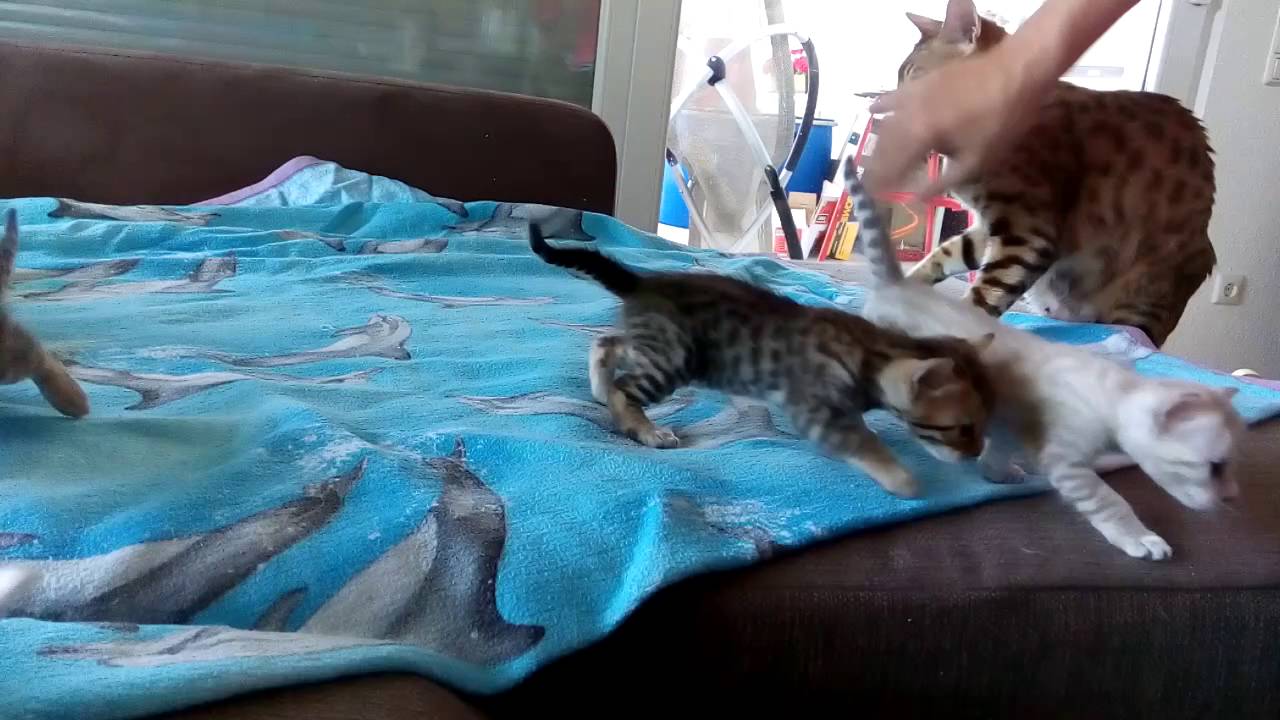 Bengal Kitten Die wilde Horde - YouTube